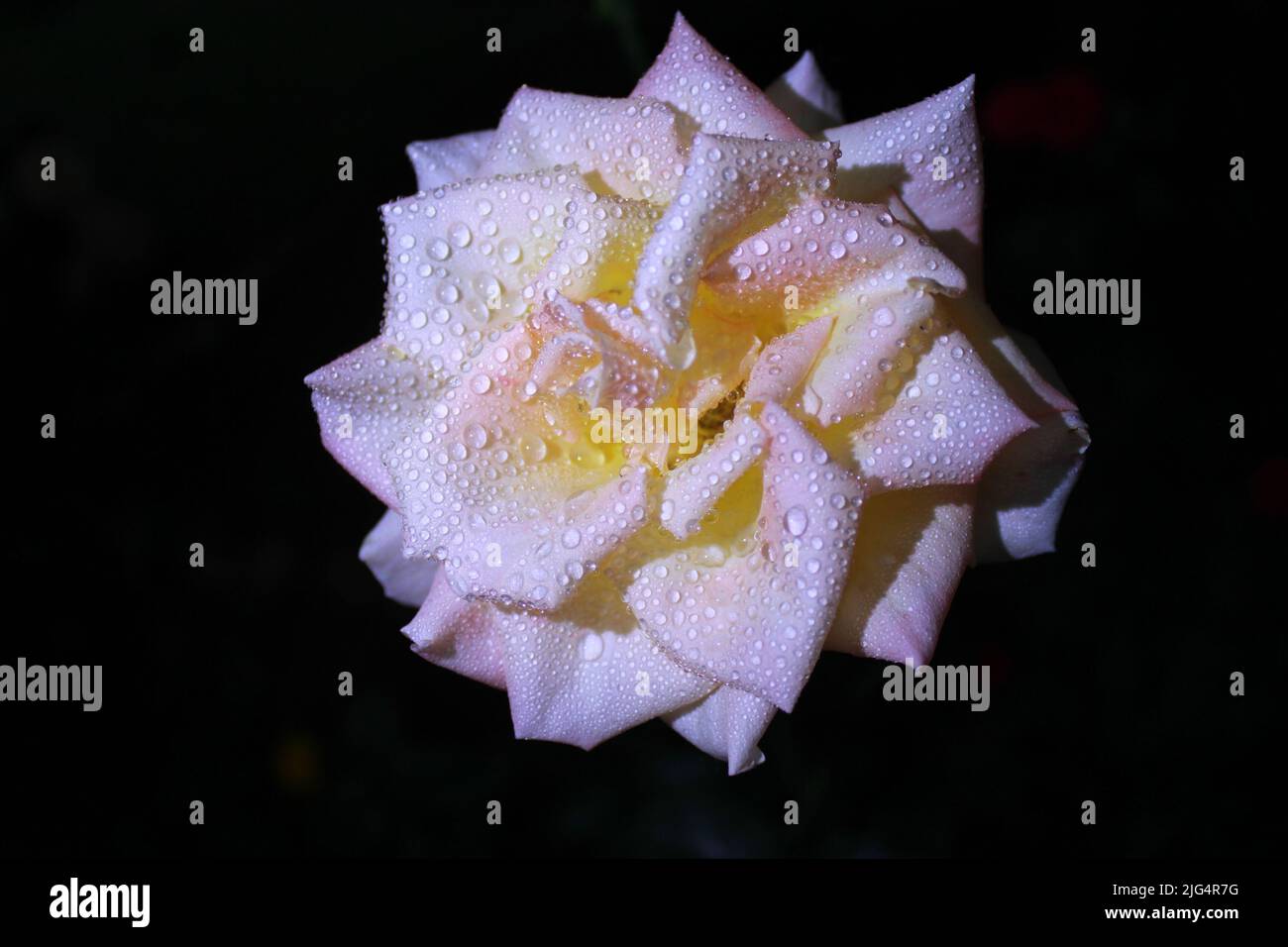 Blooming rose with a white-yellow fluffy bud in full bloom. Bright ...