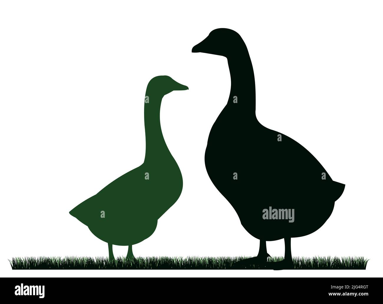 Male and female geese Stock Vector Images - Alamy