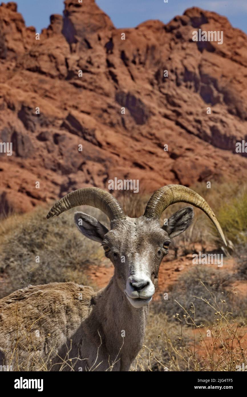 Curve of horns of big horn sheep stand out in front of red sand slopes ...