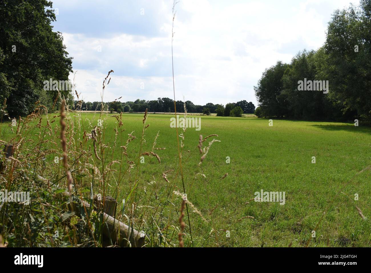 Pasture meadow for cattle and horses in rural euopean landscape Stock ...