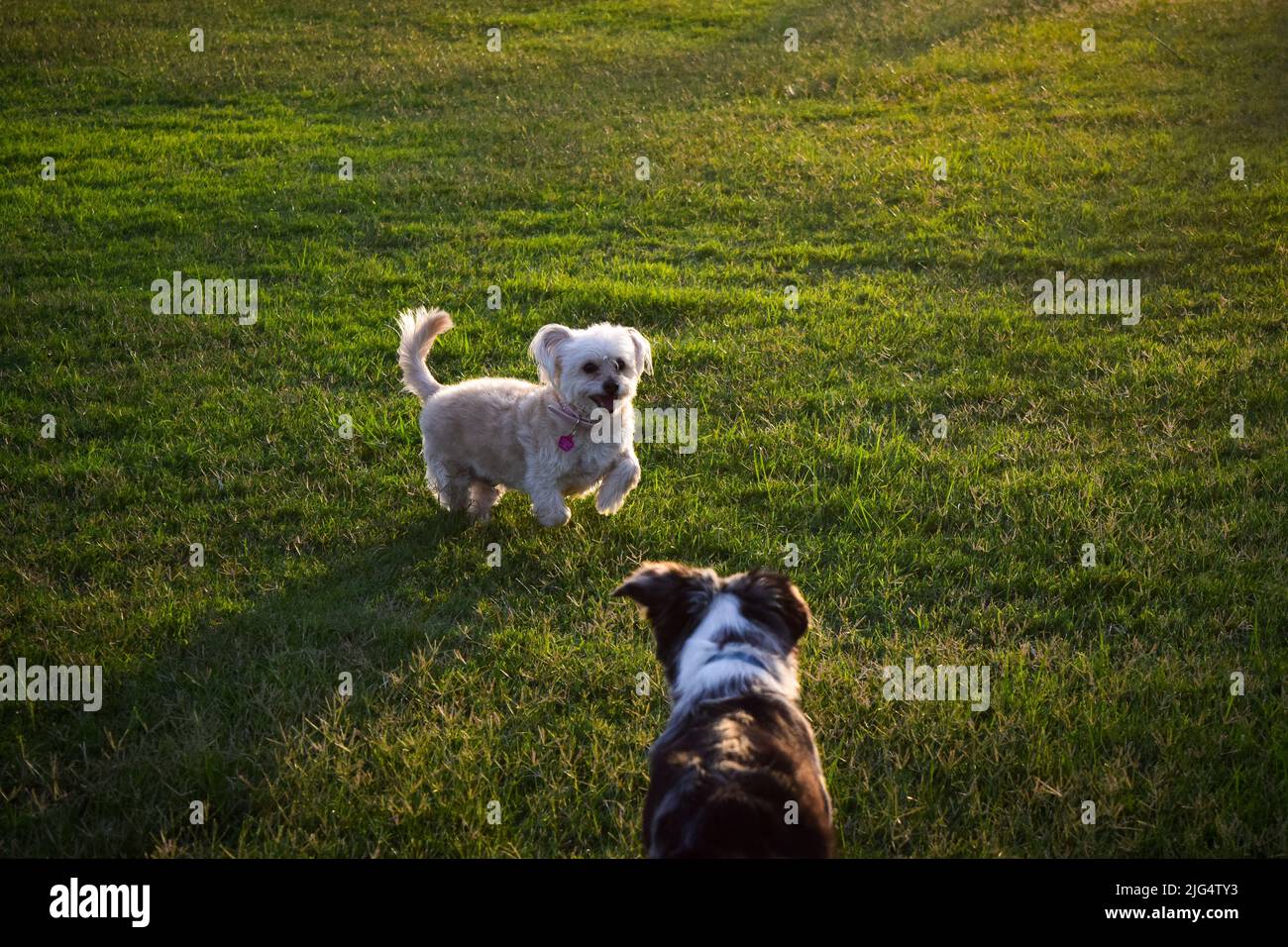 Dogs running on green grass hi-res stock photography and images - Alamy