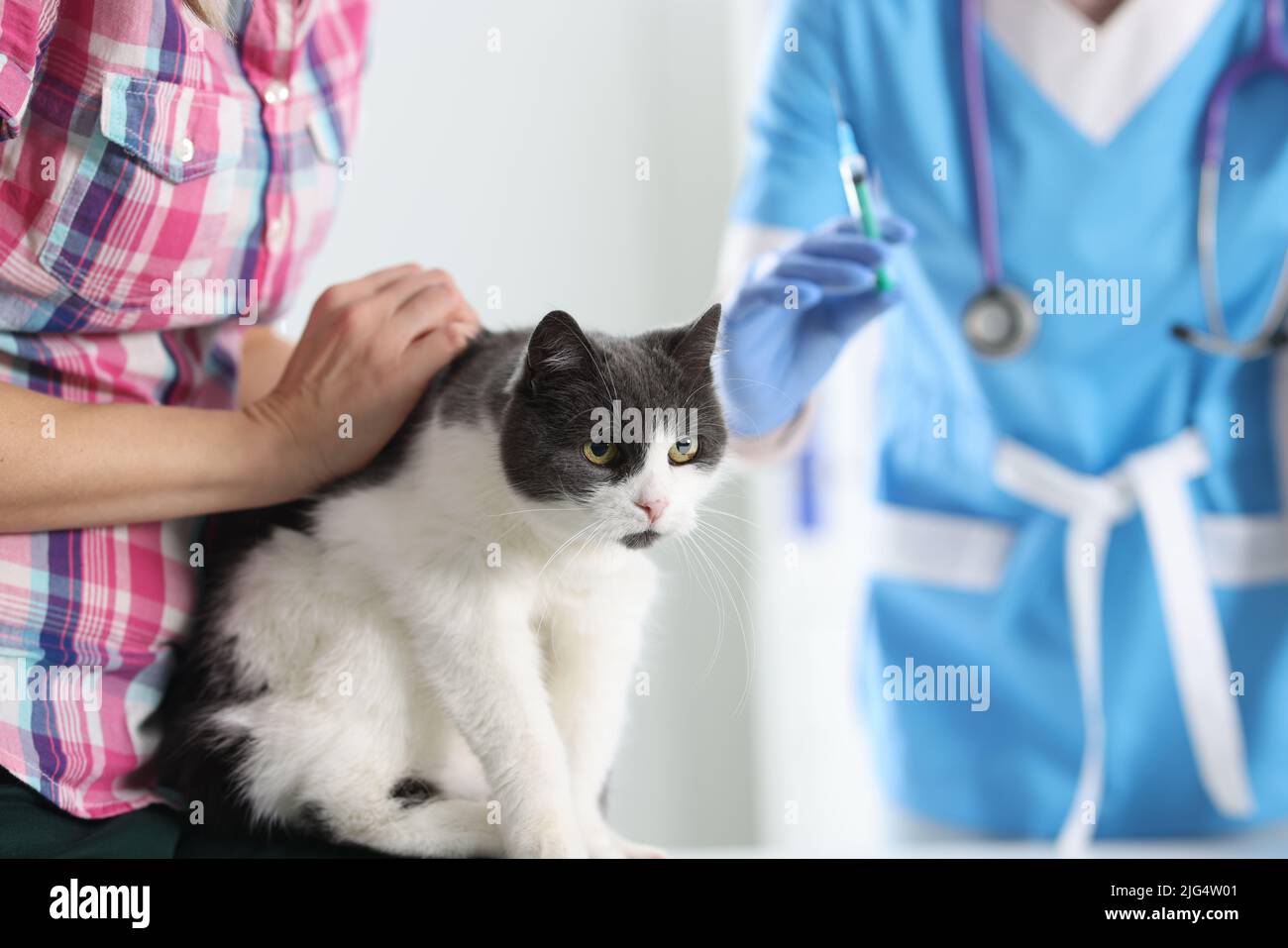 Veterinarian doctor vaccinating cat at vet clinic Stock Photo - Alamy