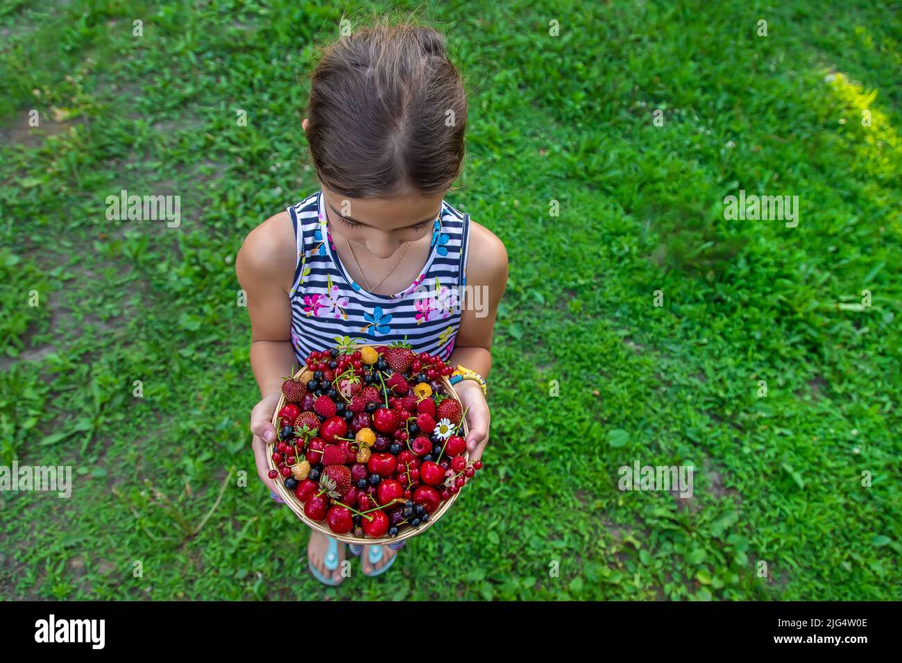 The child eats berries in the garden. Selective focus. Kid Stock Photo ...