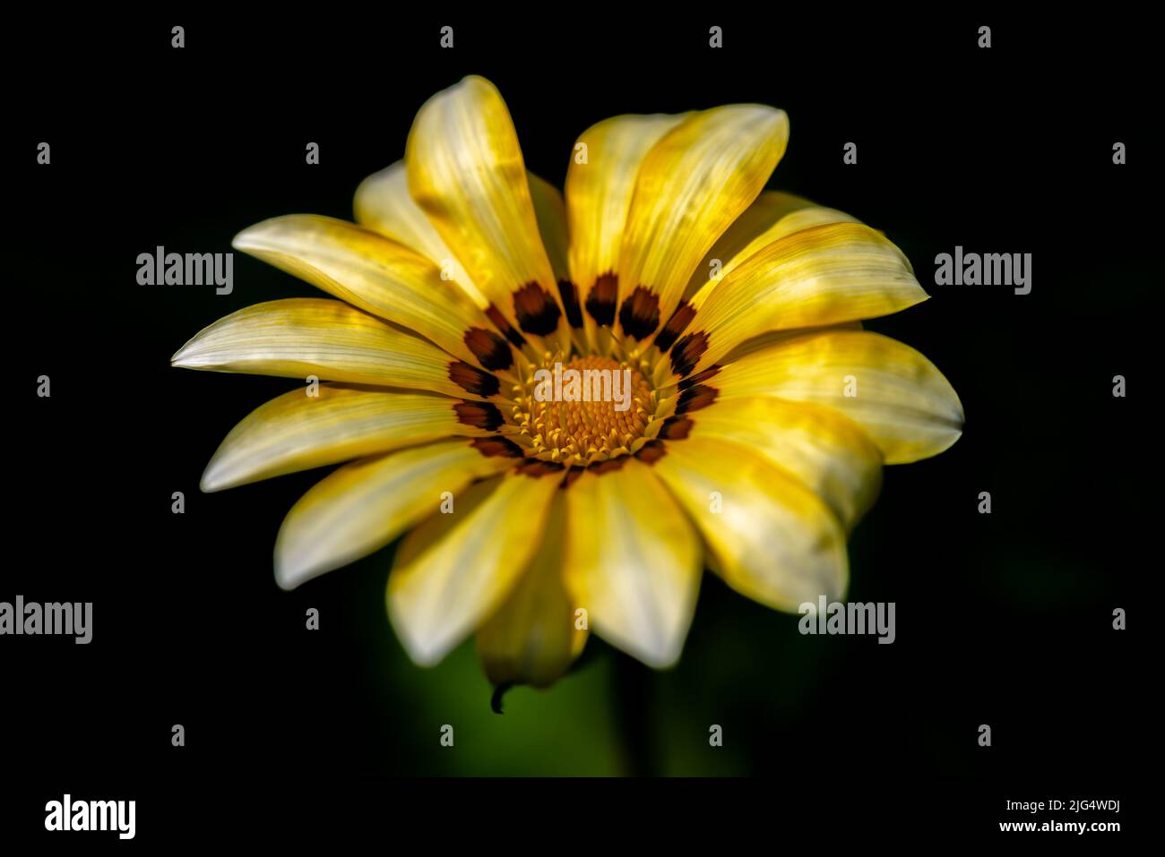 Photorgraphy of the head of yellow flower Stock Photo - Alamy