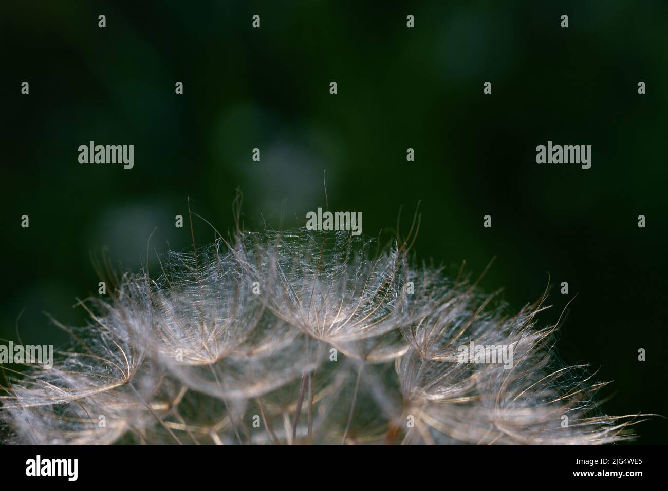 Taraxacum officinale, the dandelion or common dandelion, is a flowering ...