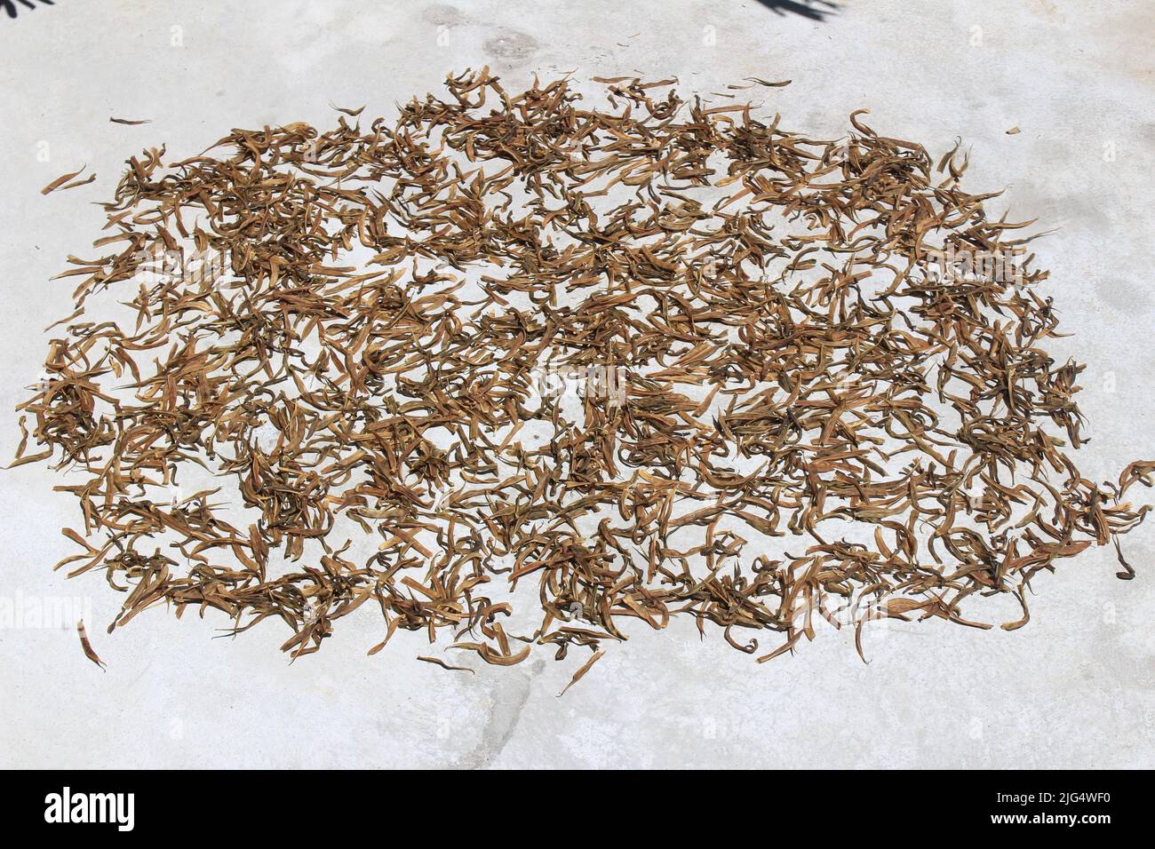 Dry cluster beans hi-res stock photography and images - Alamy