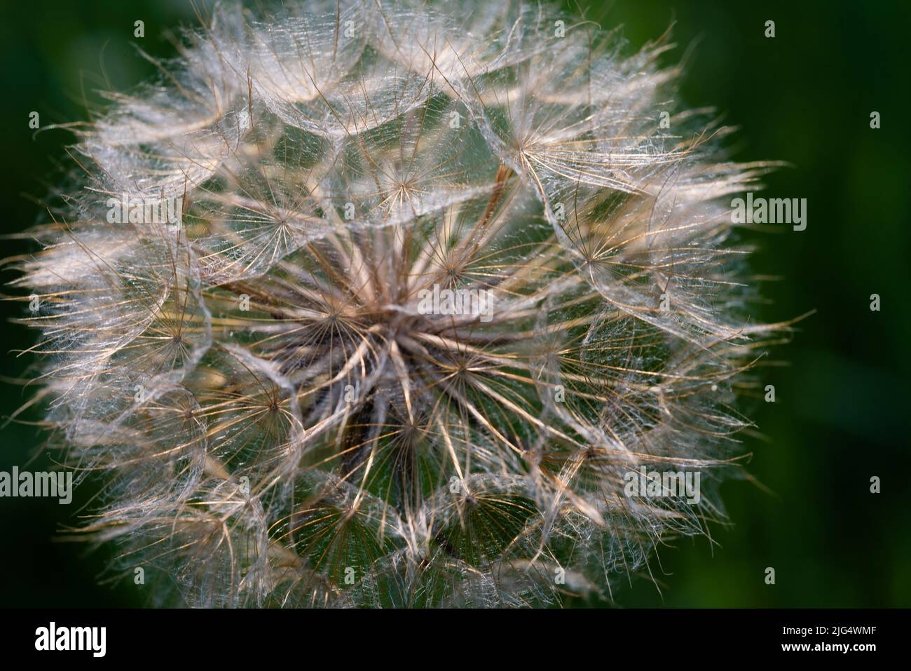 Taraxacum officinale, the dandelion or common dandelion, is a flowering ...