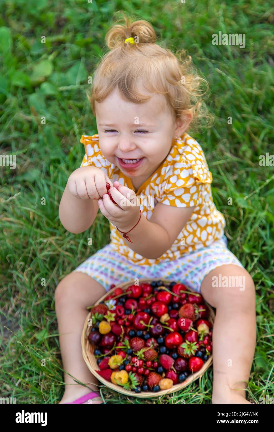 The child eats berries in the garden. Selective focus. Kid Stock Photo ...
