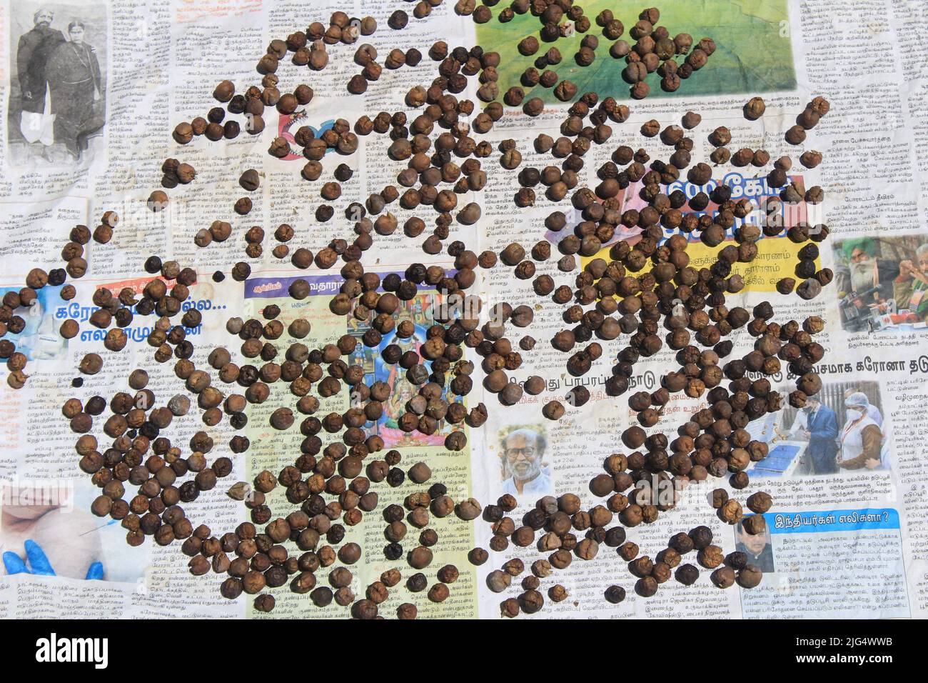 Dried Turkey Berry fryums or Currant.Turkey Berry are drying in the ...