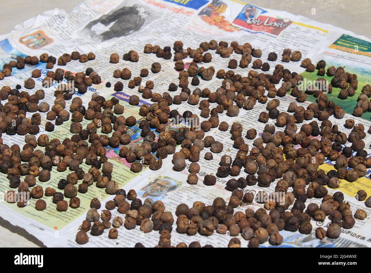 Dried Turkey Berry fryums or Currant.Turkey Berry are drying in the ...