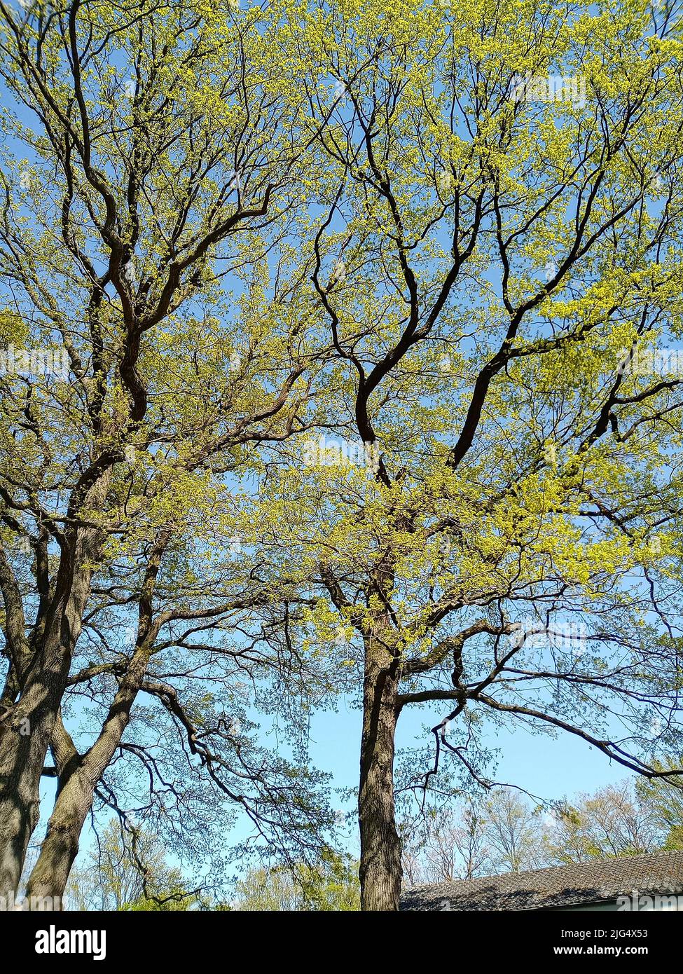 Light green treens in the spring season, ready for blooming in the year ...