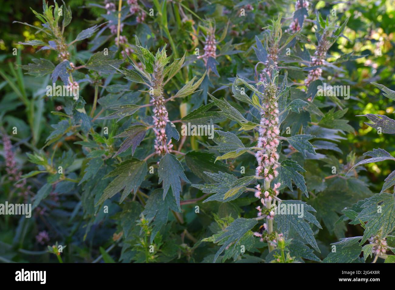 Leonurus cardiaca plant. Mother wort with pink flowers, green stem and ...