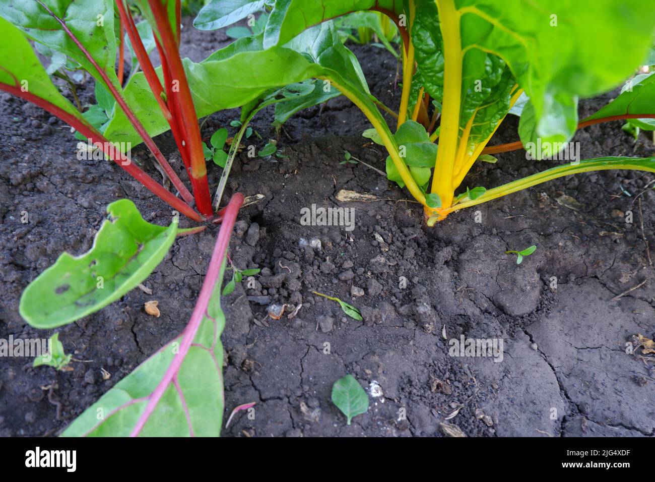 Red and yellow chard grow in a rustic vegetable garden. Leaves of a ...