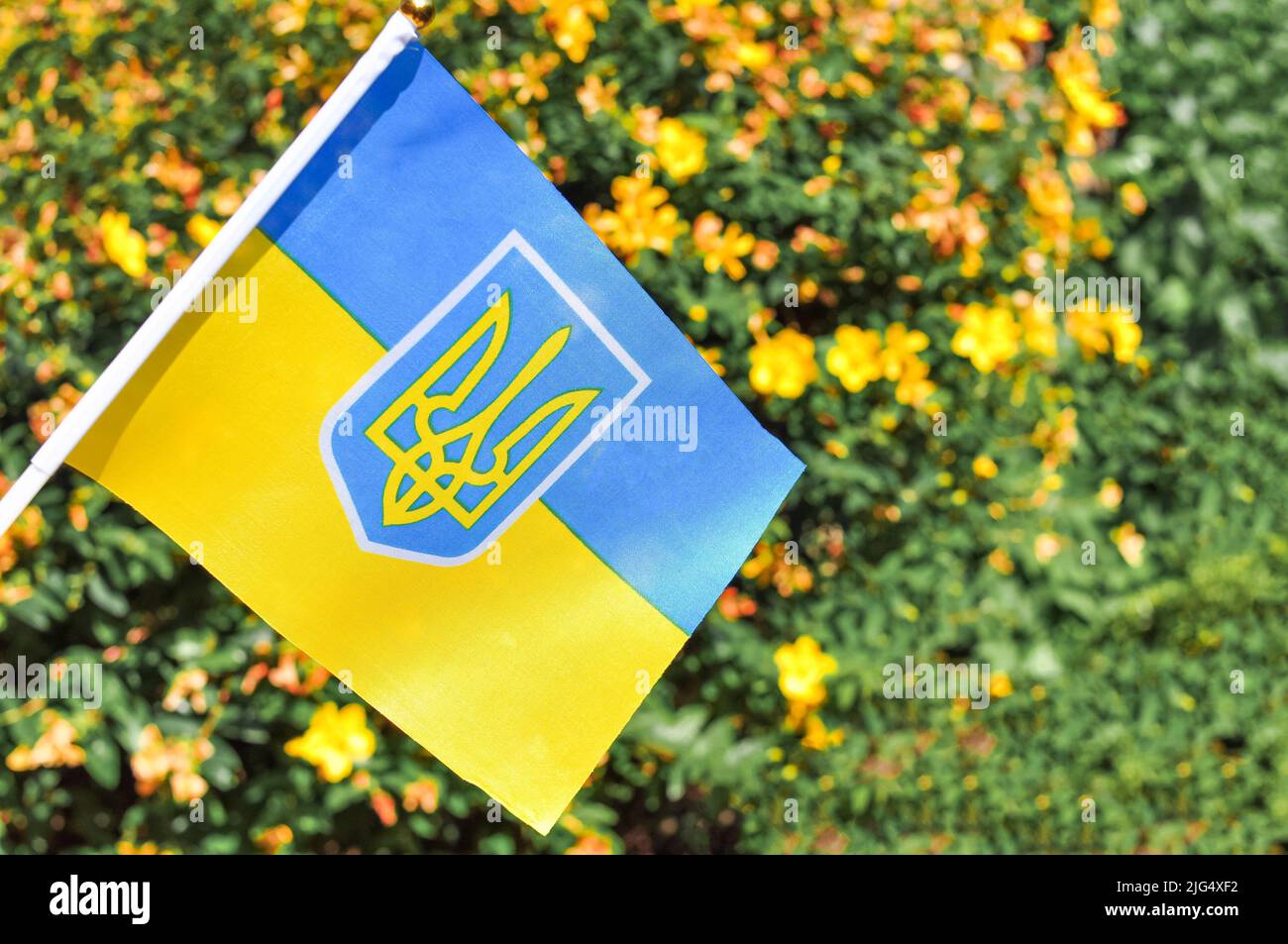 Ukrainian yellow and blue flag with emblem trident,national symbolic ...