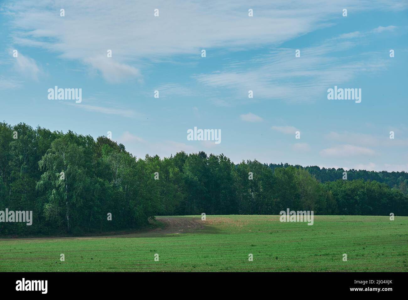 Fresh air and beautiful natural landscape of meadow with green tree in ...