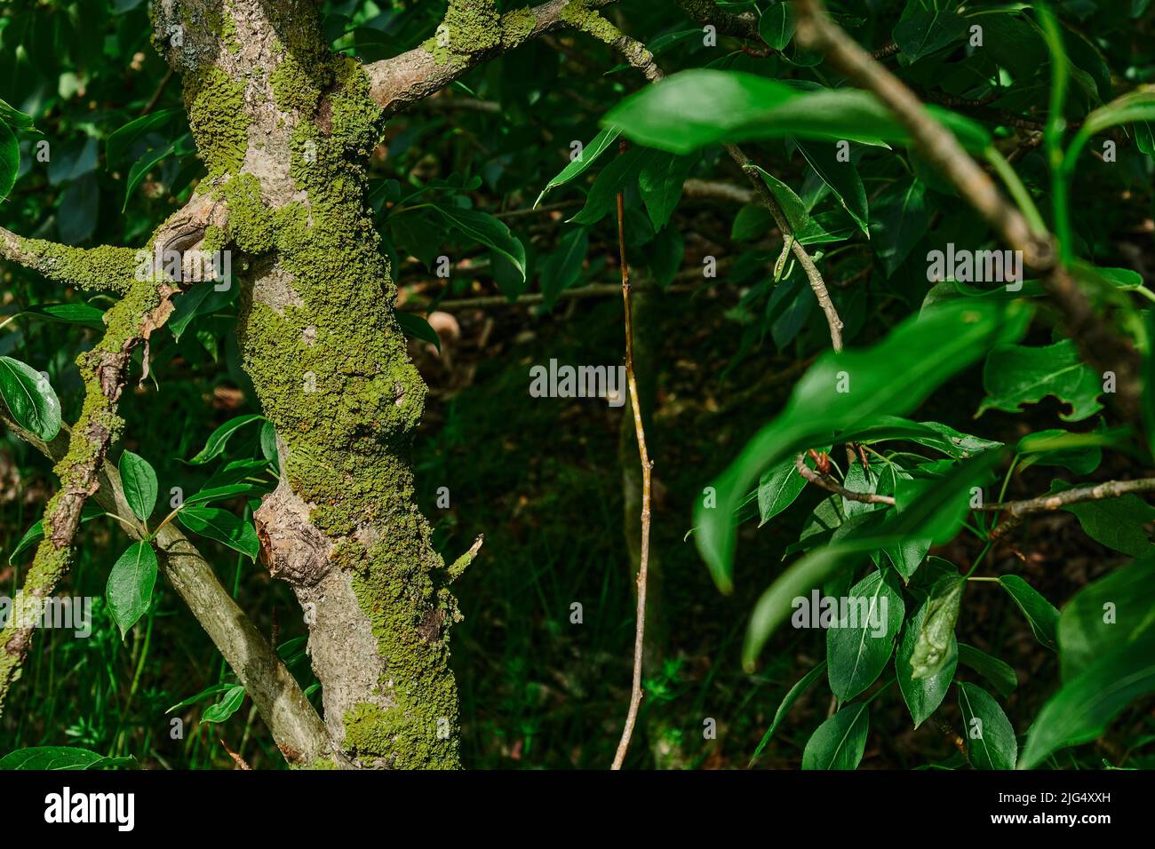 gnarled branches and roots of an upturned tree green Stock Photo - Alamy