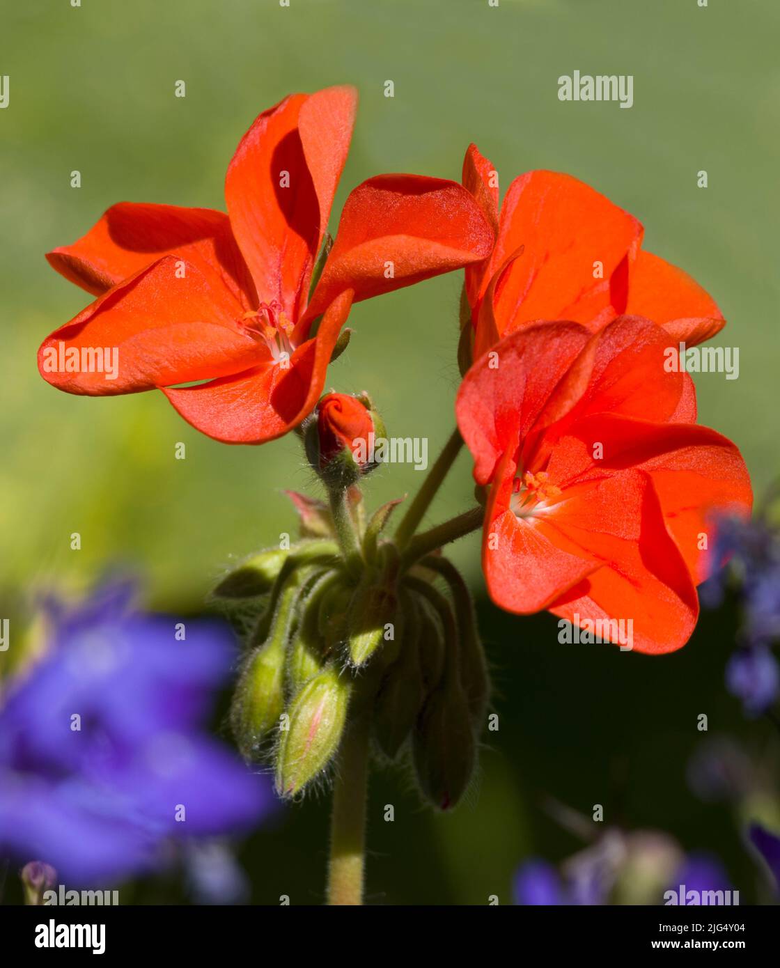 Geranium pot hi-res stock photography and images - Alamy