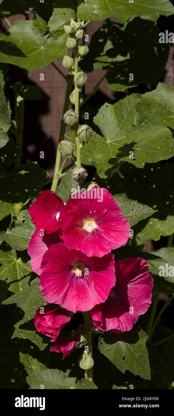 Magenta Alcea Hollyhocks Stock Photo - Alamy