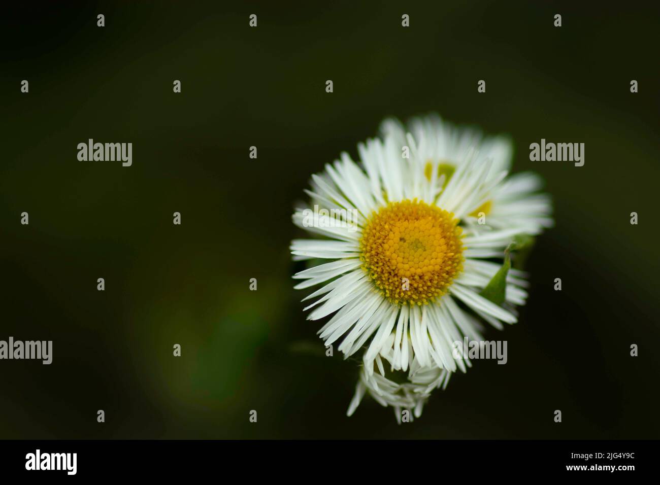 chamomile close-up, white flower with yellow center close-up Stock ...