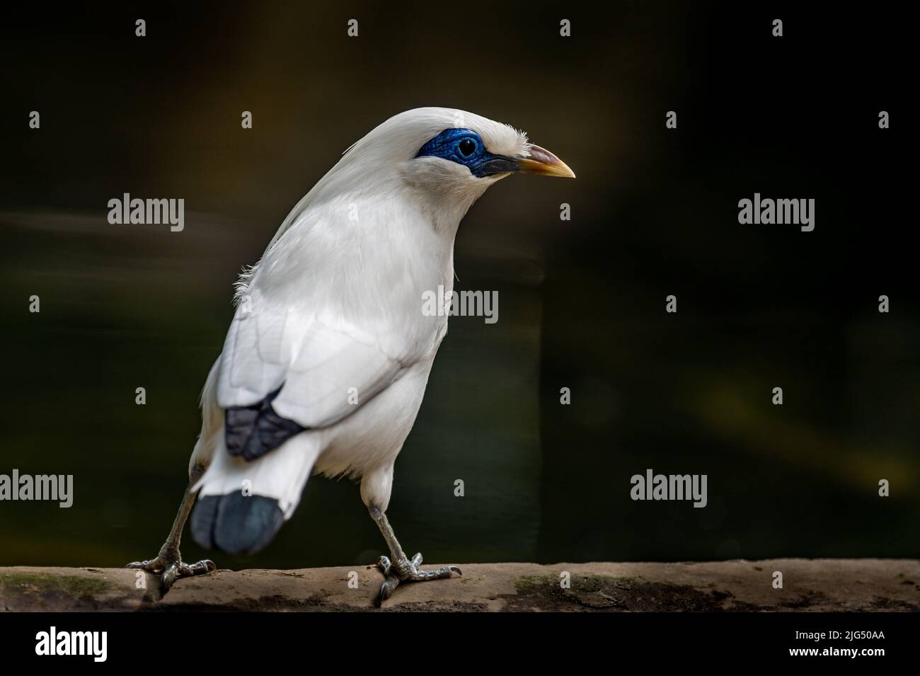 White bird perching. Bali myna. Leucopsar rothschildi. Rothschild's ...