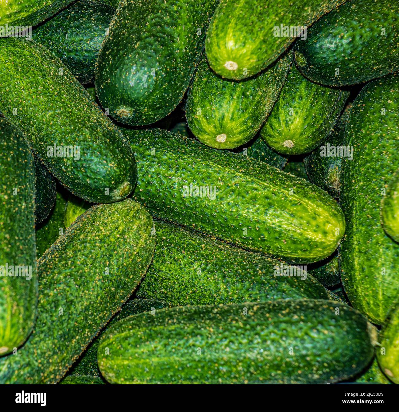 Top view of cucumbers. Fresh young cucumbers. Harvest of vegetables ...