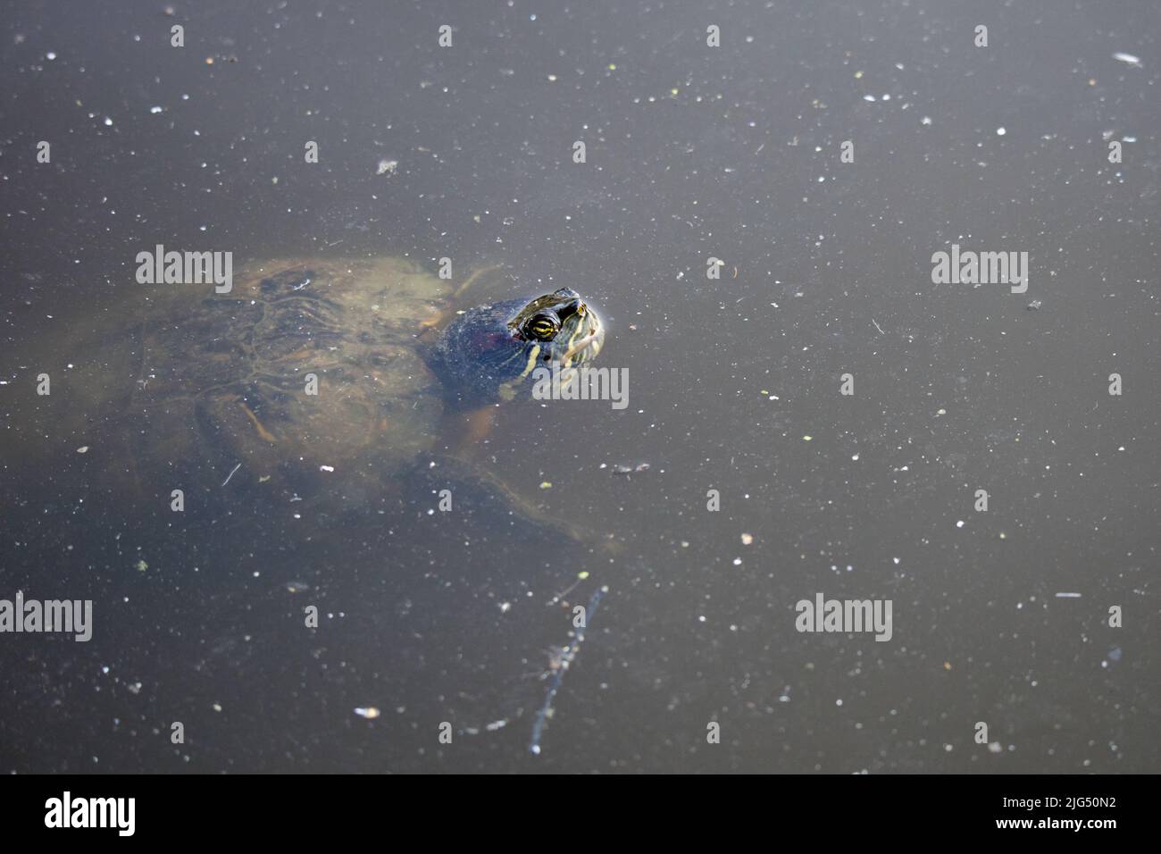 Closeup of a turtle swimming in dirty water. Environmental pollution ...