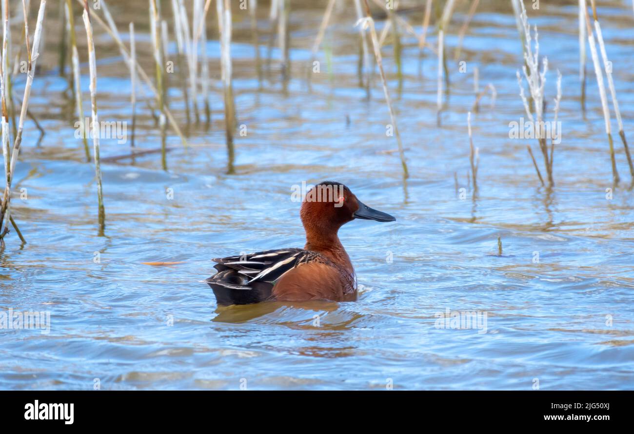 Cinnamon Teal duck, Anas cyanoptera, floating in shallow water on a ...