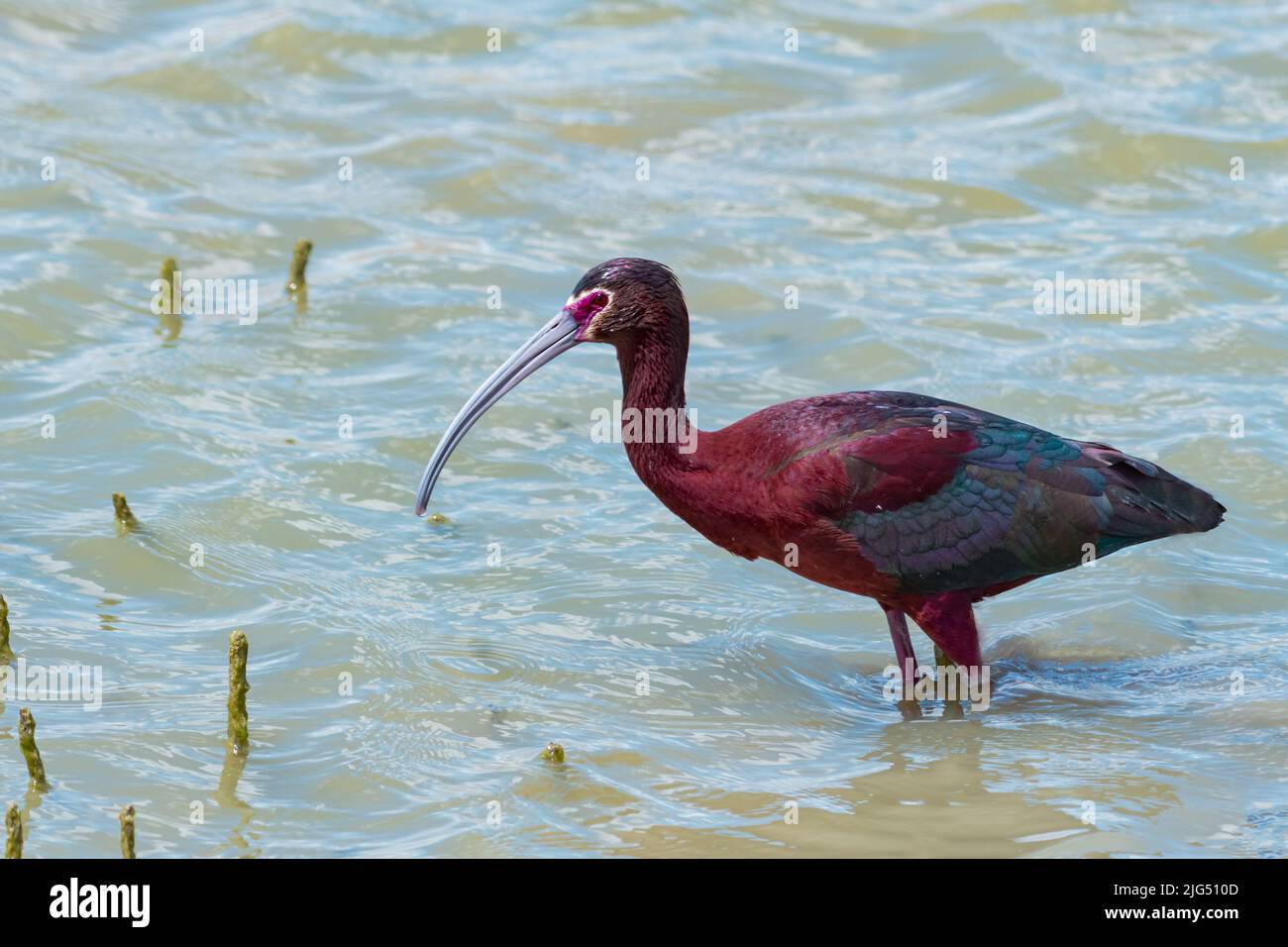 Beautiful glossy White-faced Ibis, Plegadis chihi, wading in a shallow ...