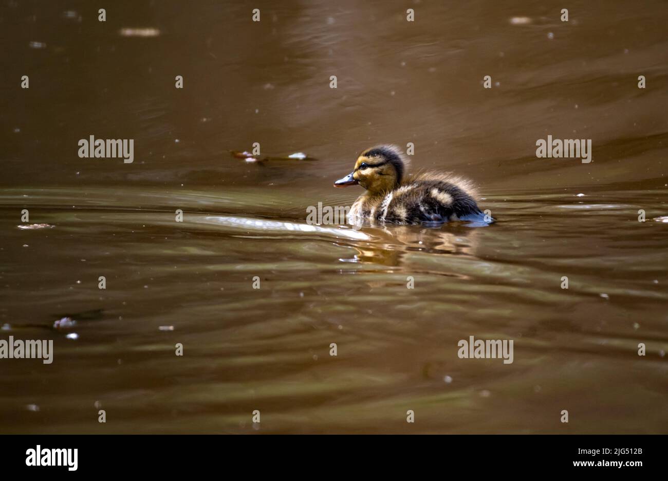 Cute baby duckling paddling in a pond in warm evening light Stock Photo ...