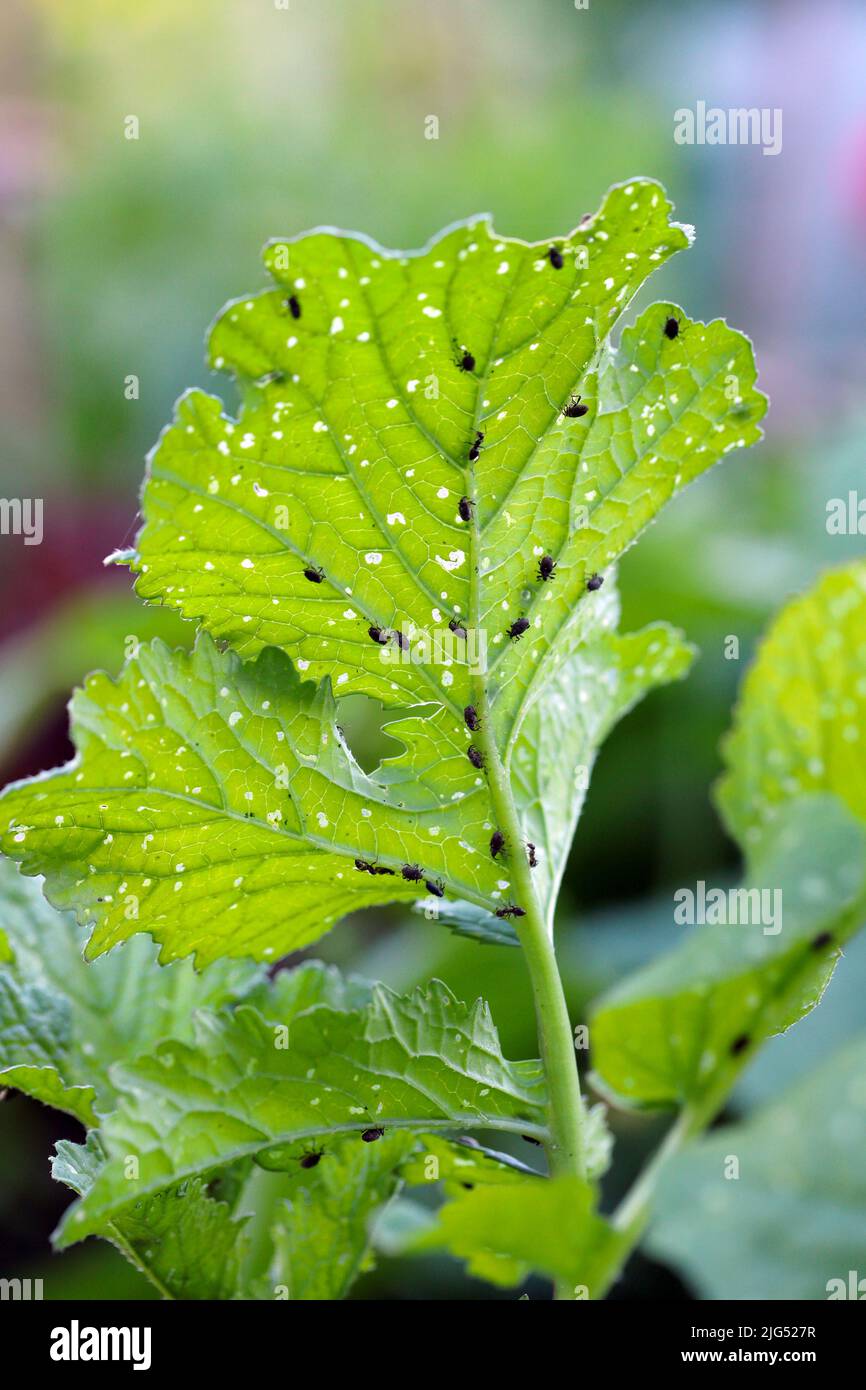 Radish leaf damaged by Ceutorhynchus pallidactylus (formerly quadridens ...