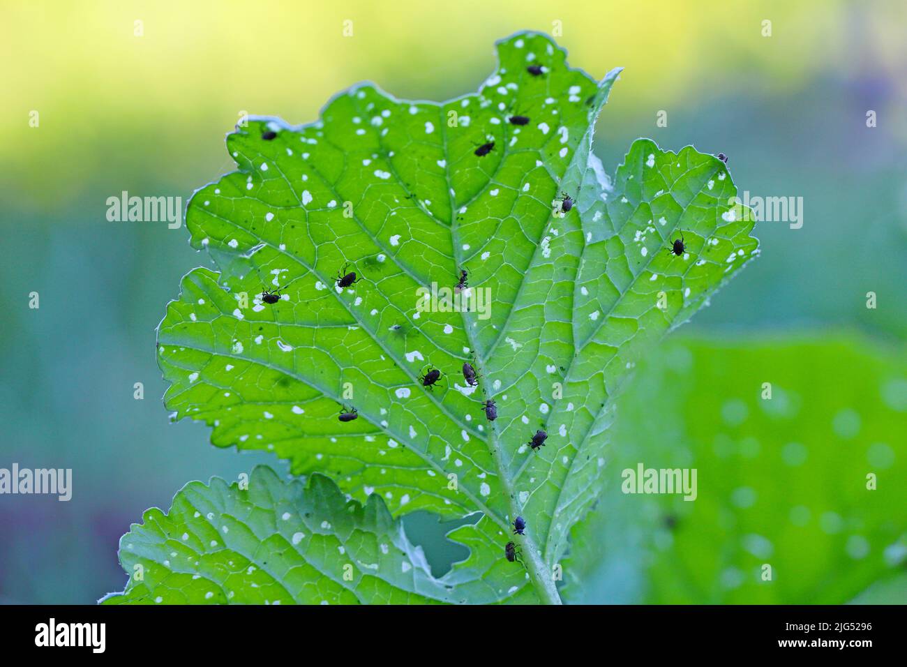 Radish leaf damaged by Ceutorhynchus pallidactylus (formerly quadridens ...