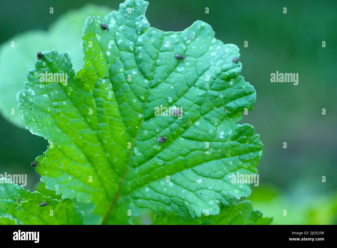 Radish leaf damaged by Ceutorhynchus pallidactylus (formerly quadridens ...