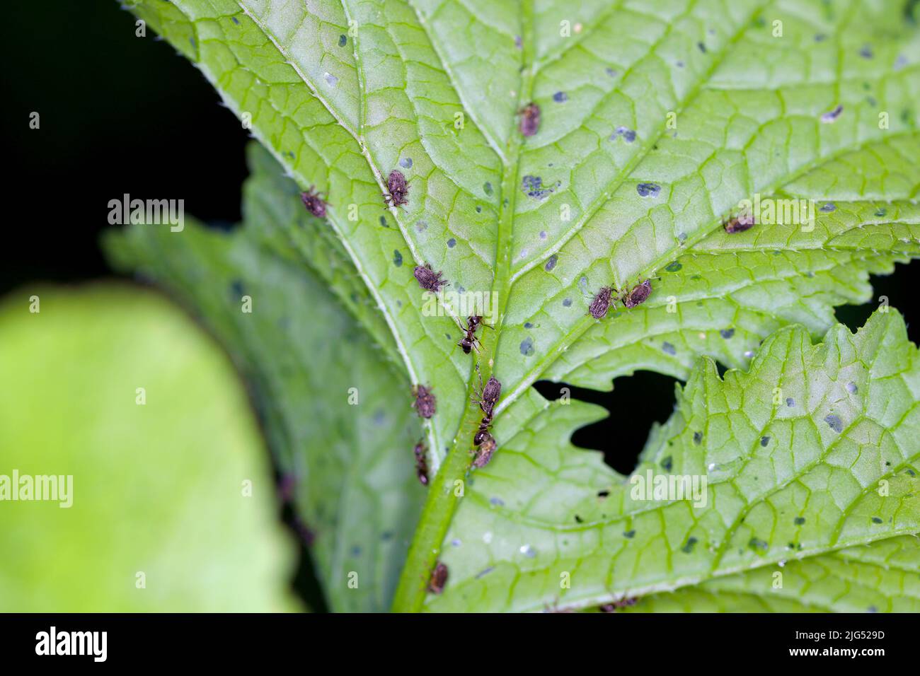 Radish leaf damaged by Ceutorhynchus pallidactylus (formerly quadridens ...