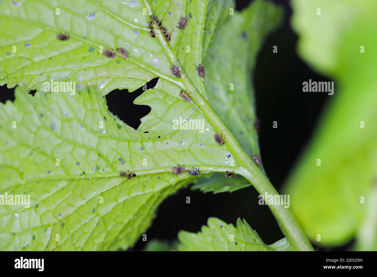 Radish leaf damaged by Ceutorhynchus pallidactylus (formerly quadridens ...