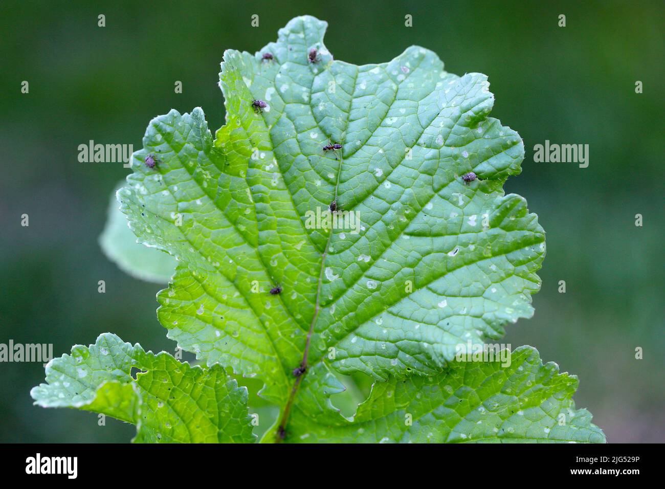 Radish leaf damaged by Ceutorhynchus pallidactylus (formerly quadridens ...