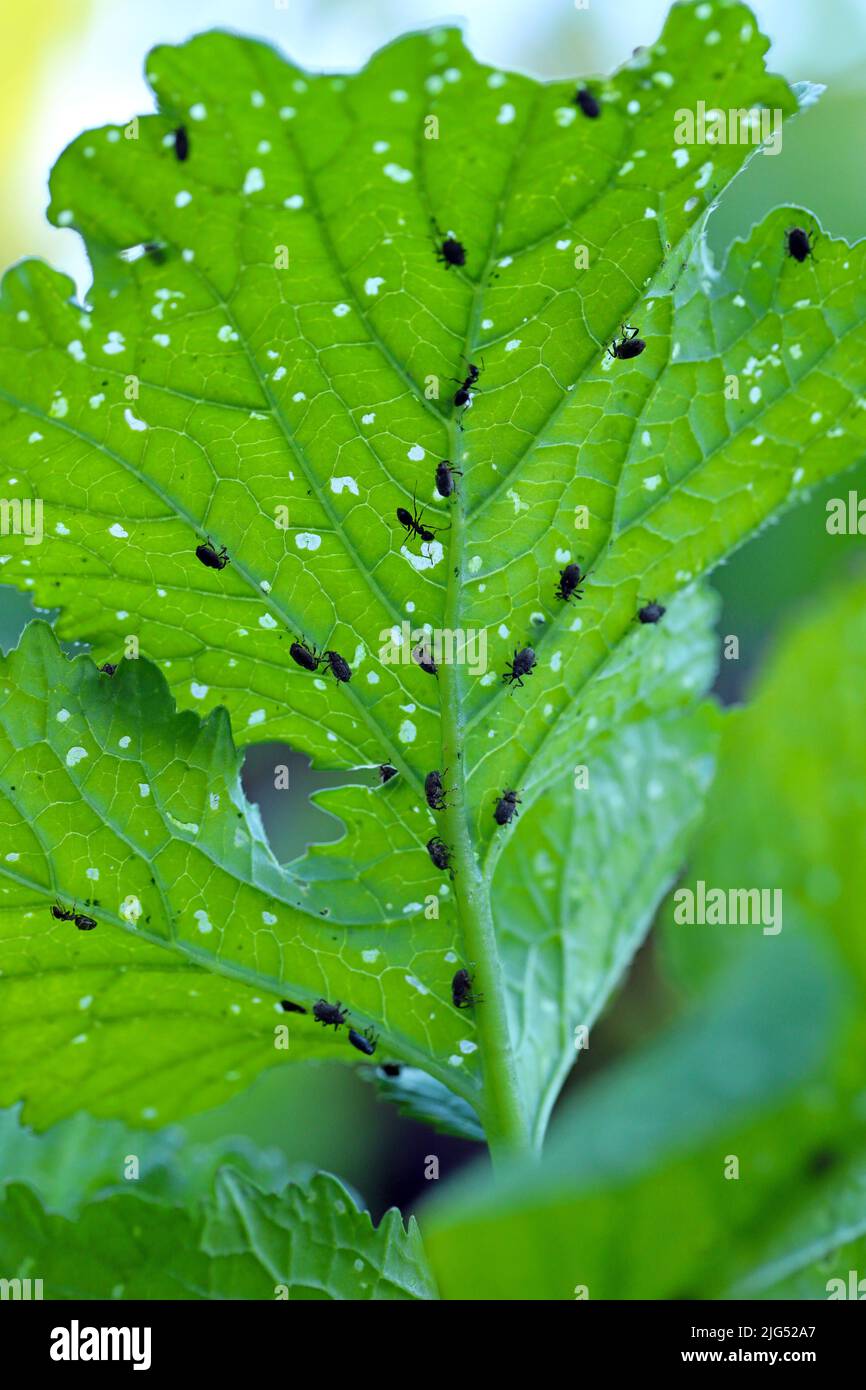 Radish leaf damaged by Ceutorhynchus pallidactylus (formerly quadridens ...