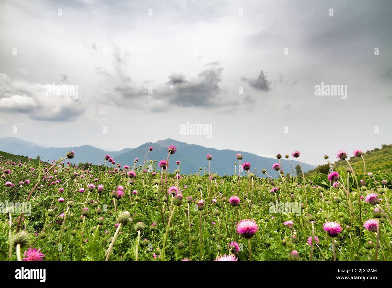 Flowery plain hi-res stock photography and images - Alamy