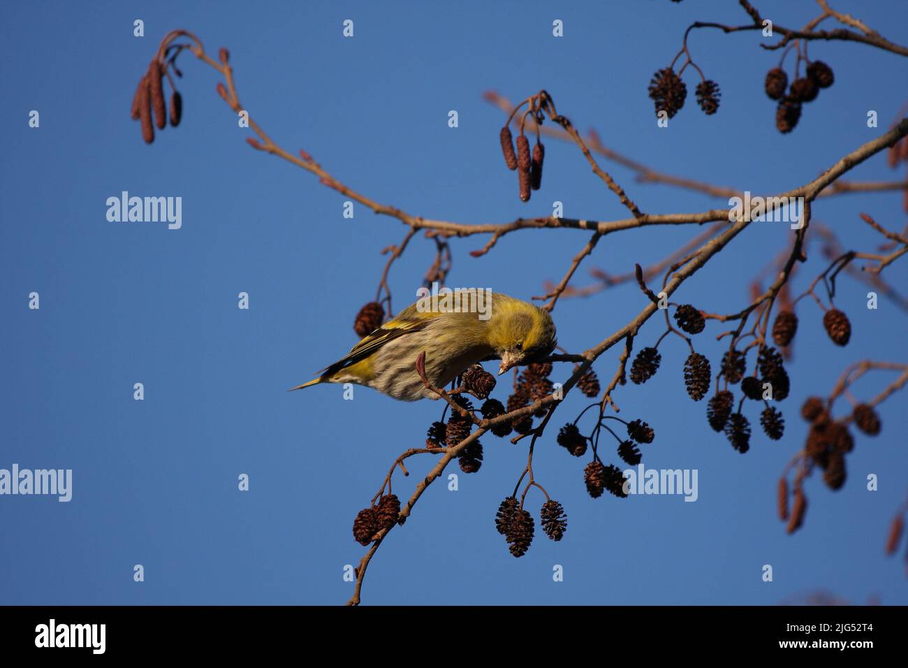 Alder tree seeds hi-res stock photography and images - Alamy