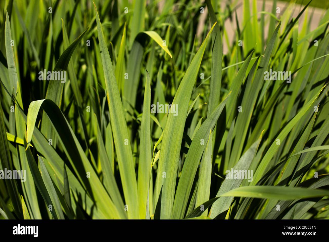 Green stems of plant. Garden plant without flowers. Texture of greenery ...