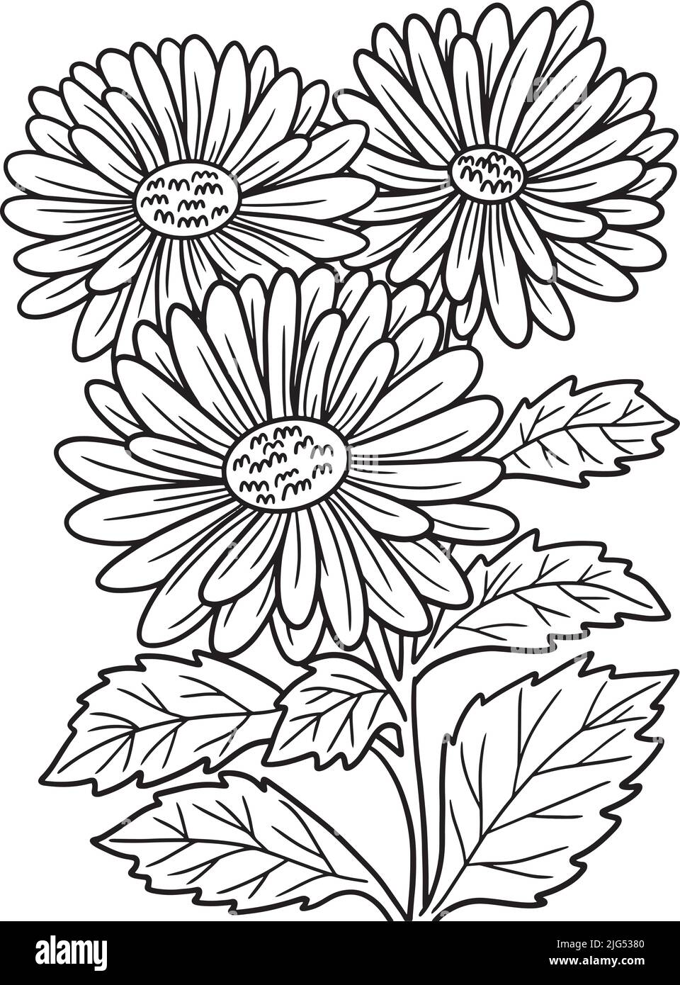 Aster Flower Coloring Pages