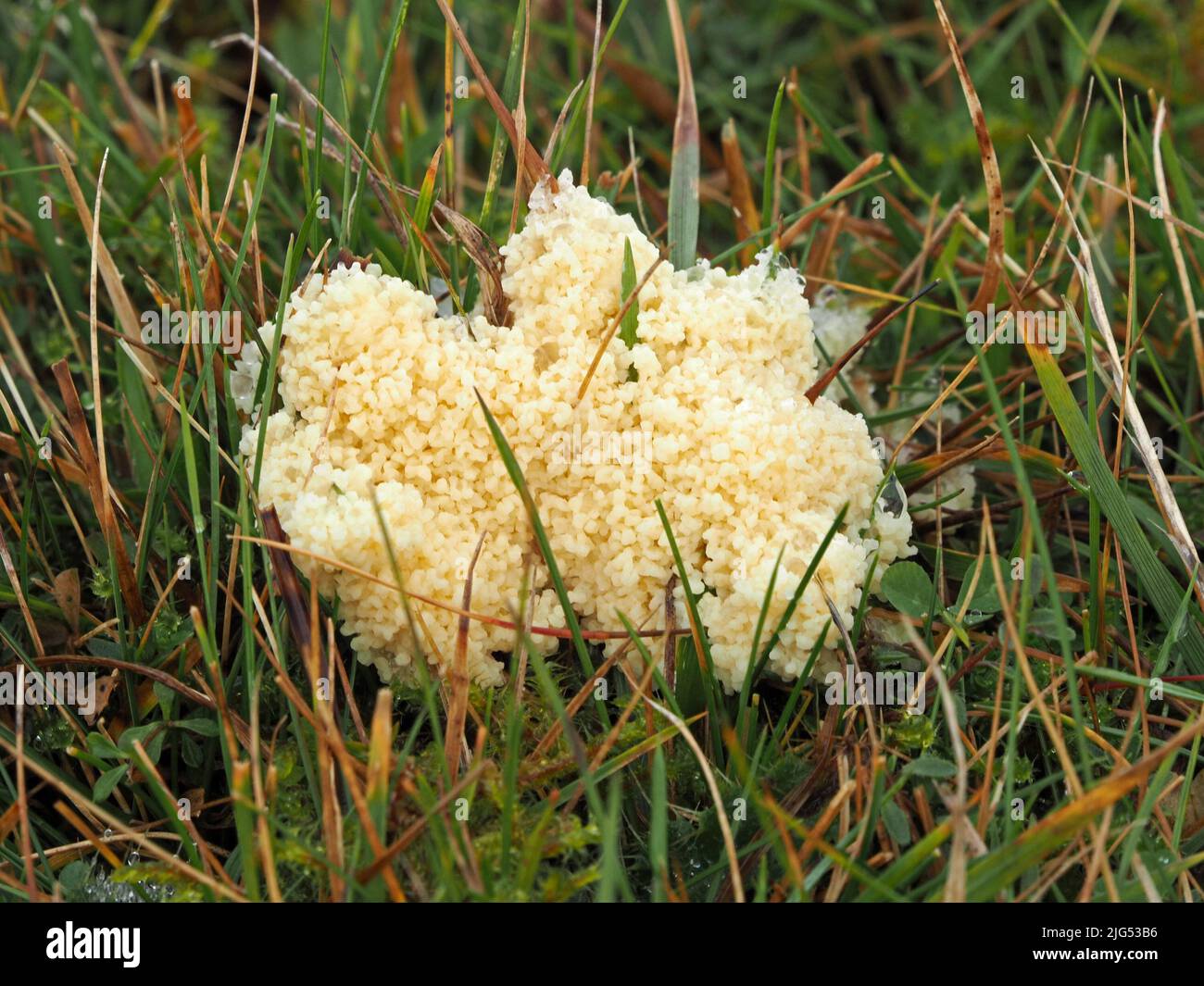 White dog-vomit slime mould (Mucilago crustacea) an Amoebozoa organism ...