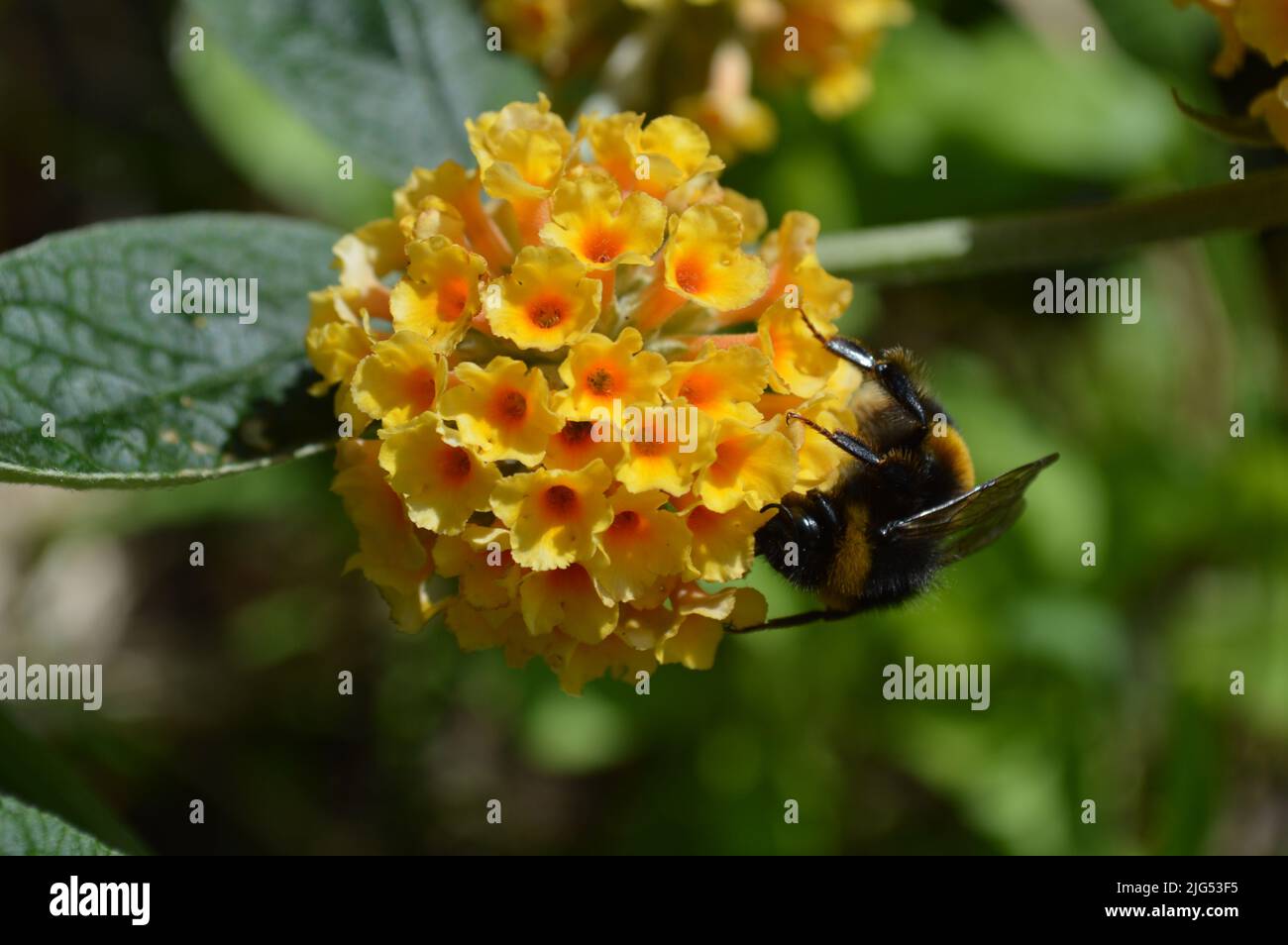 yellow buddleia flower balls with bees nectar Stock Photo - Alamy