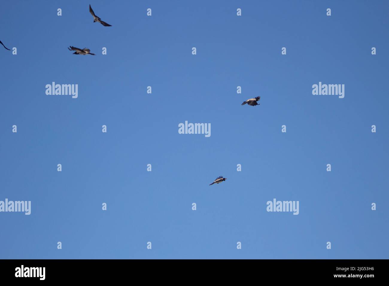 Bird in sky. Crow on blue background. Flight of bird Stock Photo - Alamy
