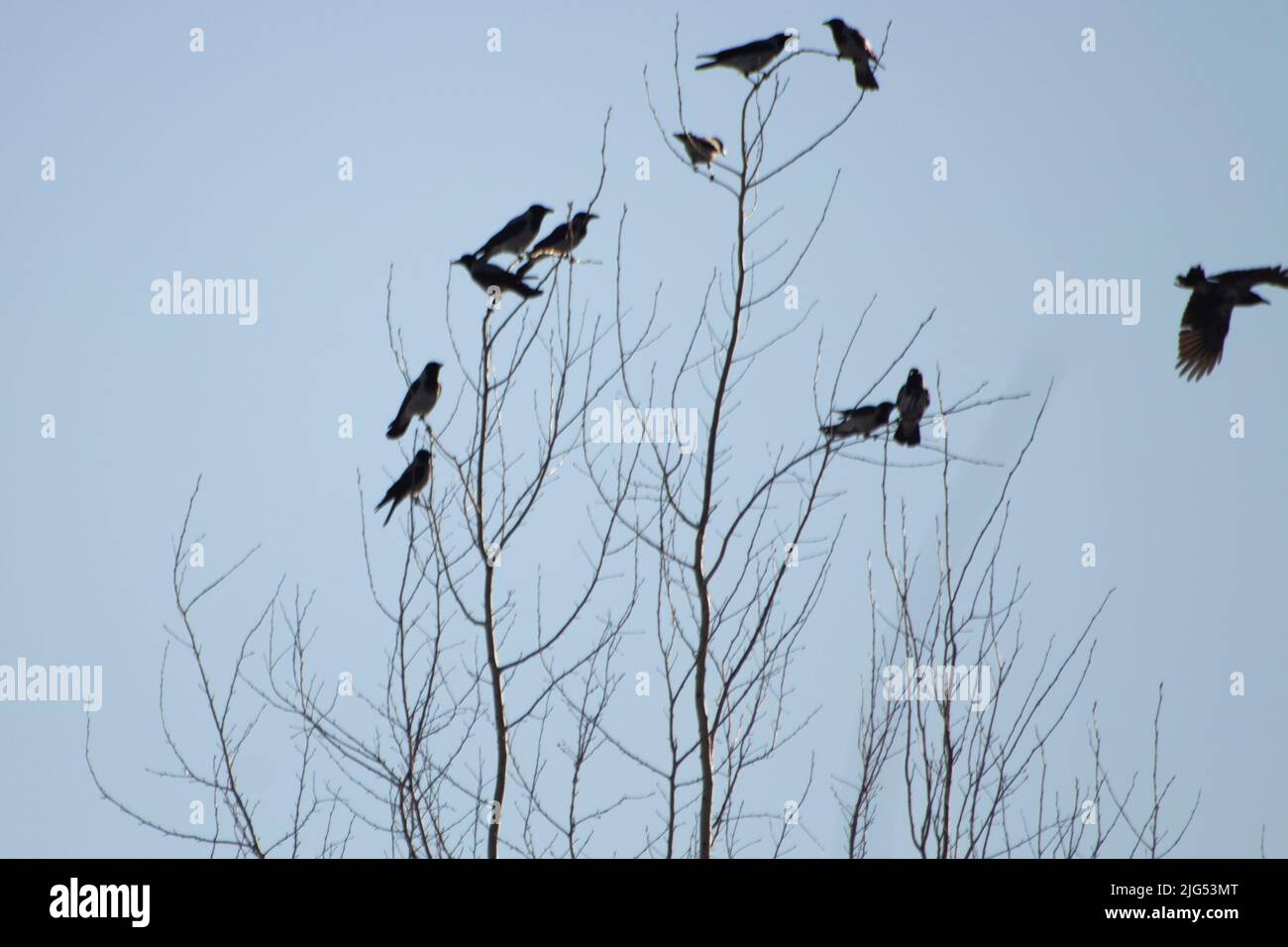Tree lots hi-res stock photography and images - Alamy