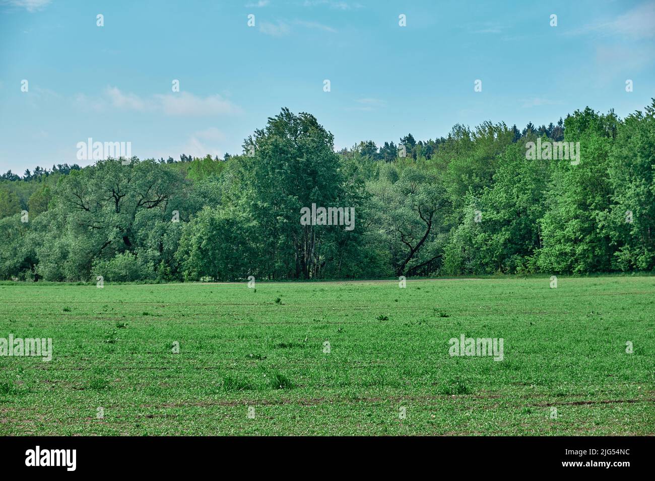Fresh air and beautiful natural landscape of meadow with green tree in ...