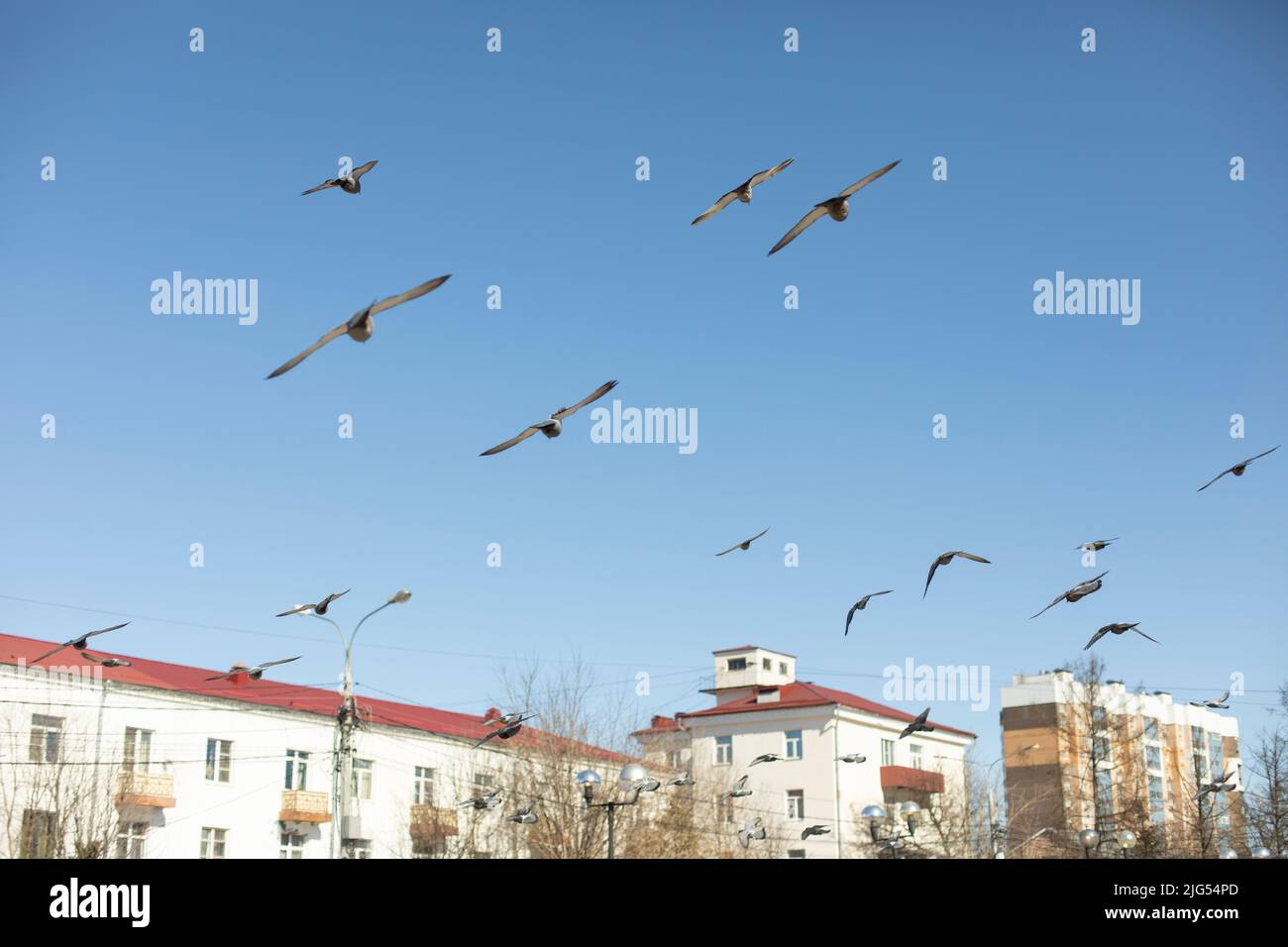 Pigeons fly across sky in city. Birds in flight. Urban animals flap ...