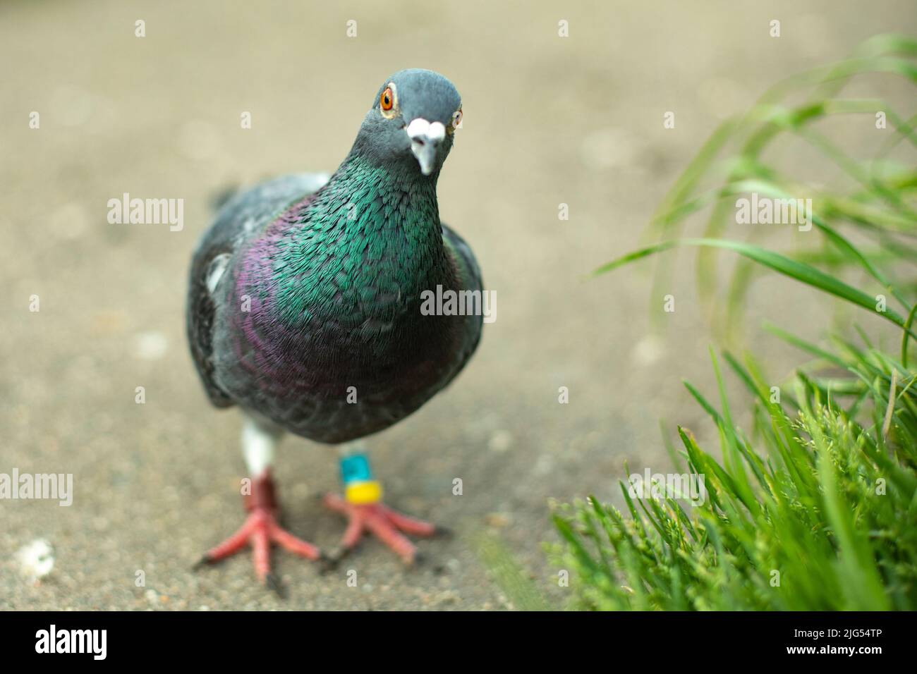 Beautiful pigeon looks into frame. Thoroughbred pigeon in city Stock ...