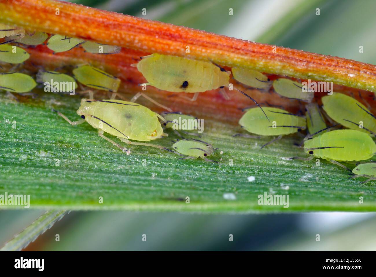 Greenbug hi-res stock photography and images - Alamy
