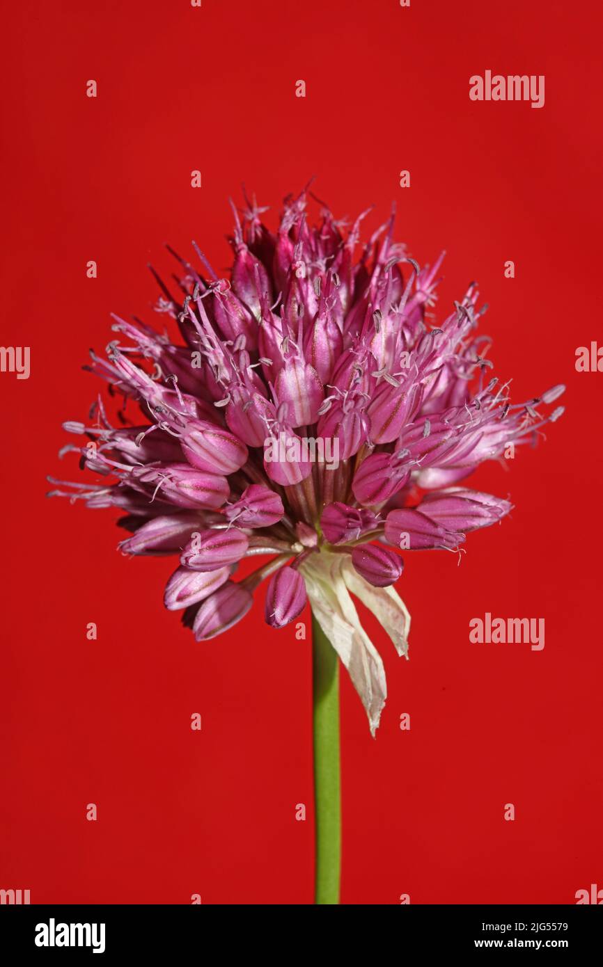 Flower blossom close up botanical modern background allium acutiflorum ...