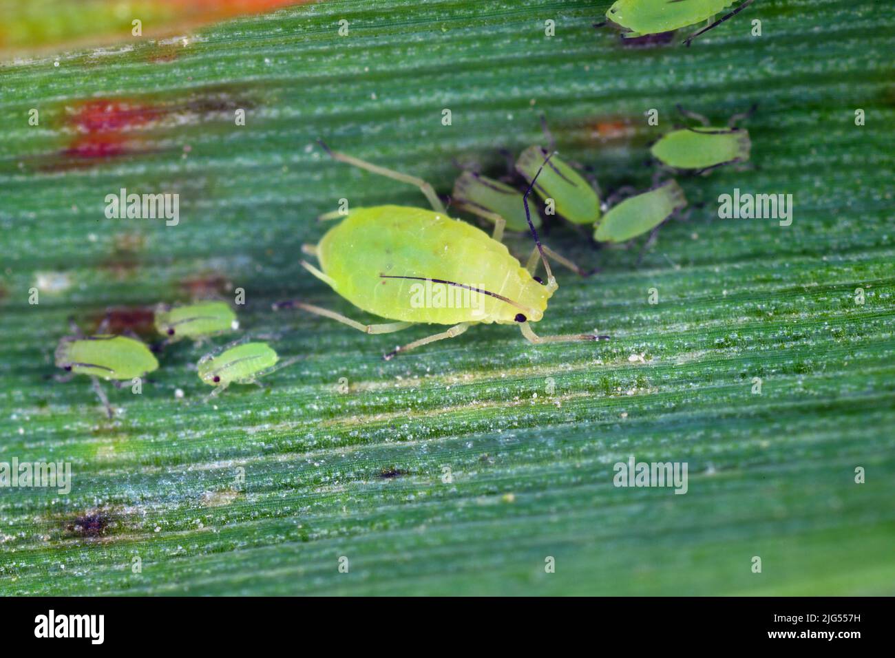 The greenbug or wheat aphid (Schizaphis graminum). A parasite of ...